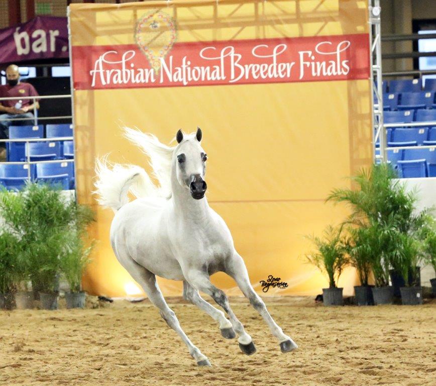 Arabian Nationals Breeders Finals - Shows - 2020 - Stevie Bagdasarian ...