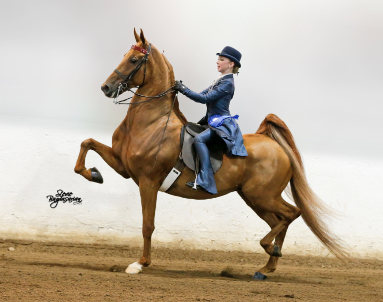 Capital City Classic Horse Show - Shows - 2021 - Stevie Bagdasarian Photos