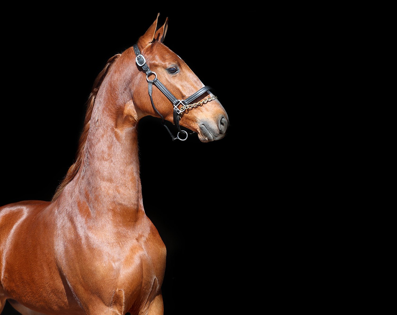 Prospect Lane - February - Farms & Portraits - 2022 - Stevie ...